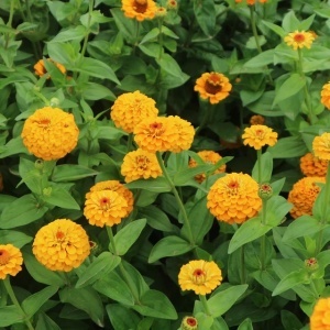 Carciumarese galbene (2 g) seminte Zinnia elegans, flori mari, batute ...