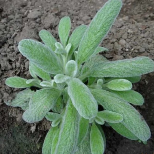 Mursalski Chai Domnesc (2 g), seminte planta perena, medicinala ...