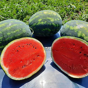 Pepene verde Sherkhan F1 (500 sem), seminte pepene rosu hibrid ...