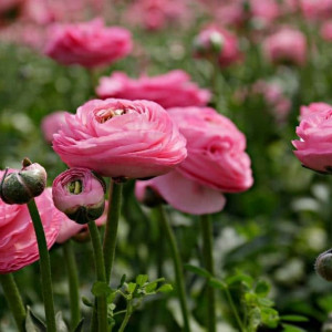 Ranunculus Pink (10 bulbi), bulbi Piciorul Cocosului, culoare roz, Agrosem