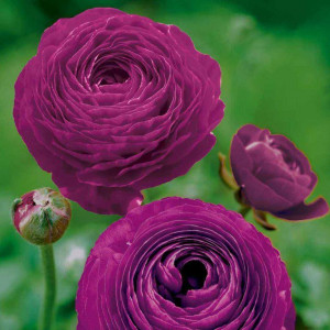 Ranunculus Purple (10 bulbi), bulbi Piciorul Cocosului, culoare mov ...