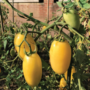 Rosii Zlatista (0,2 g), seminte soi mediu timpuriu semideterminat ...