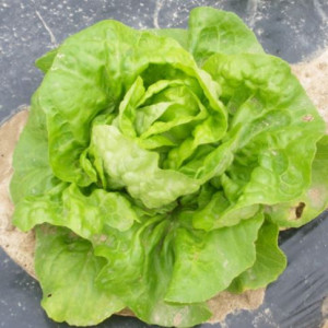 Salata Blonde du Cazard (1 g), seminte soi salata capatana ferma ...