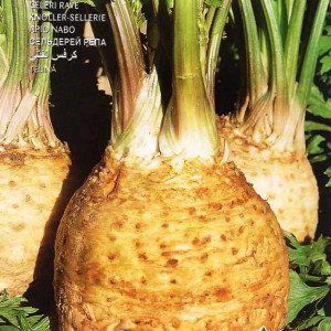 Telina radacina Giant Prague (Bianco del Veneto) (100 g), seminte soi ...