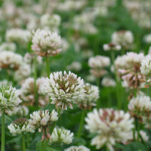 Trifoi alb Liflex (400 g), seminte soi trifoi pitic, rezistent, Agrosem