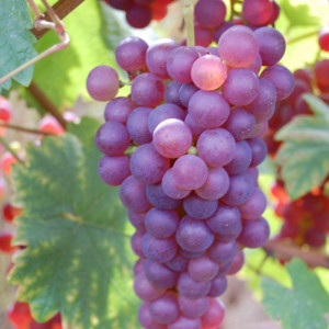 Vita de vie Chasselas Rose (1 butas), vie nobila struguri de masa si ...