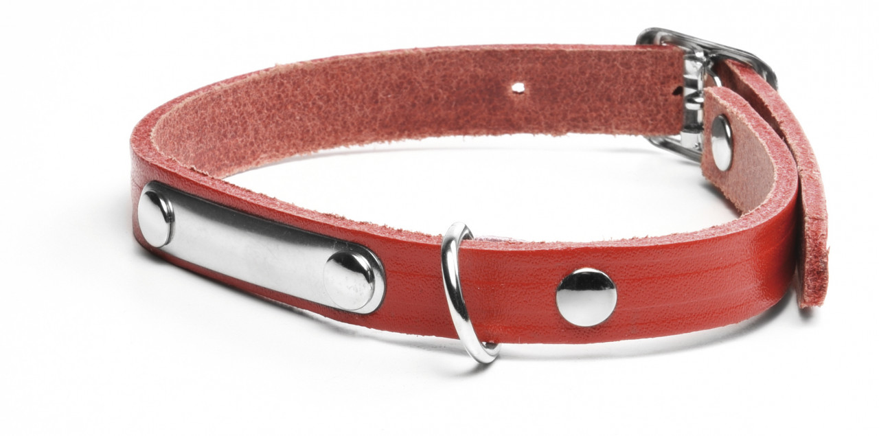 Zgarda piele, placuta metal - XL